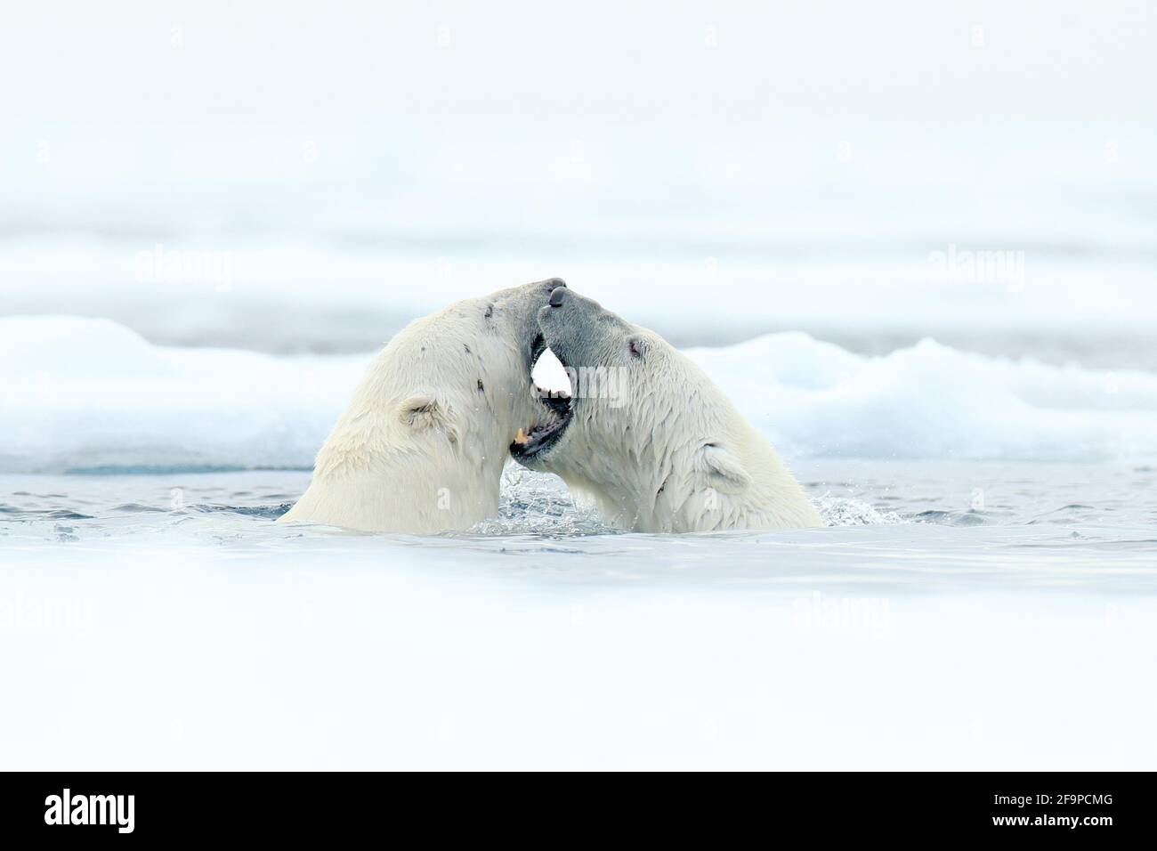 Polar bear dancing on the ice. Two Polar bears love on drifting ice ...