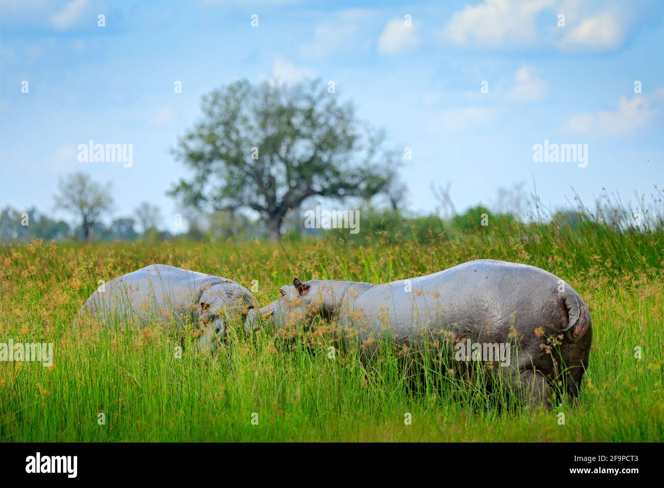 Hippo in the grass, wet green season. African Hippopotamus ...