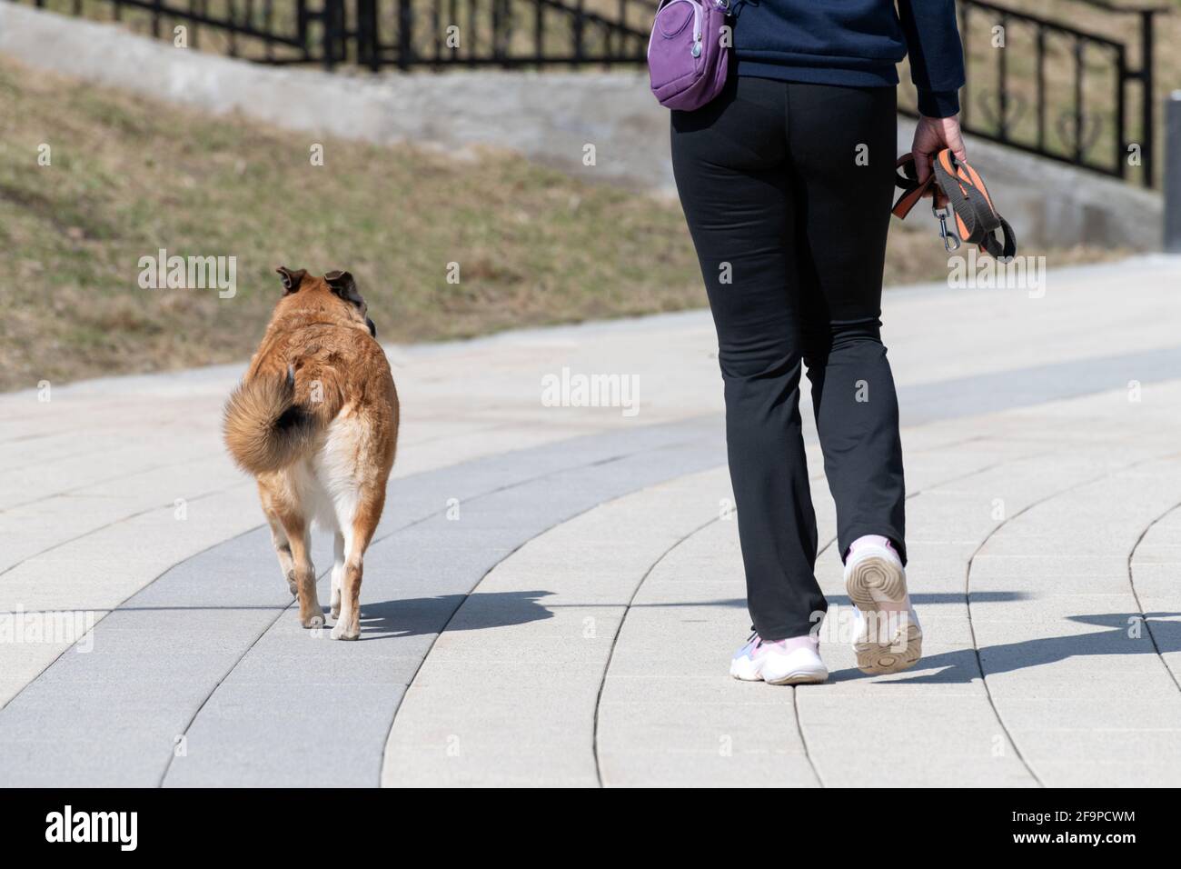 The Woman walking with big red dog Stock Photo - Alamy