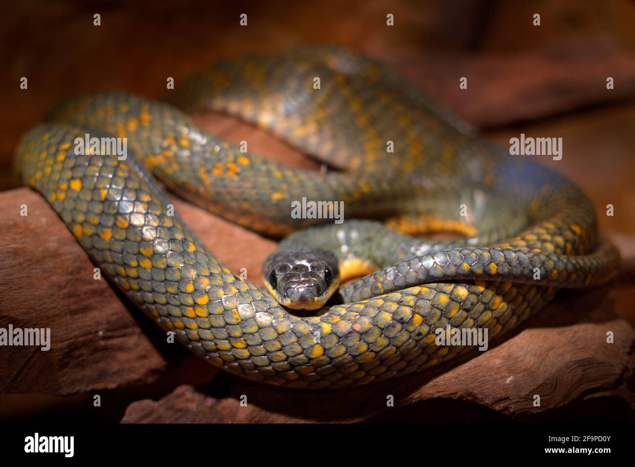 Puffing Snake, Pseustes poecilonotus, in dark habitat. Non venomous ...