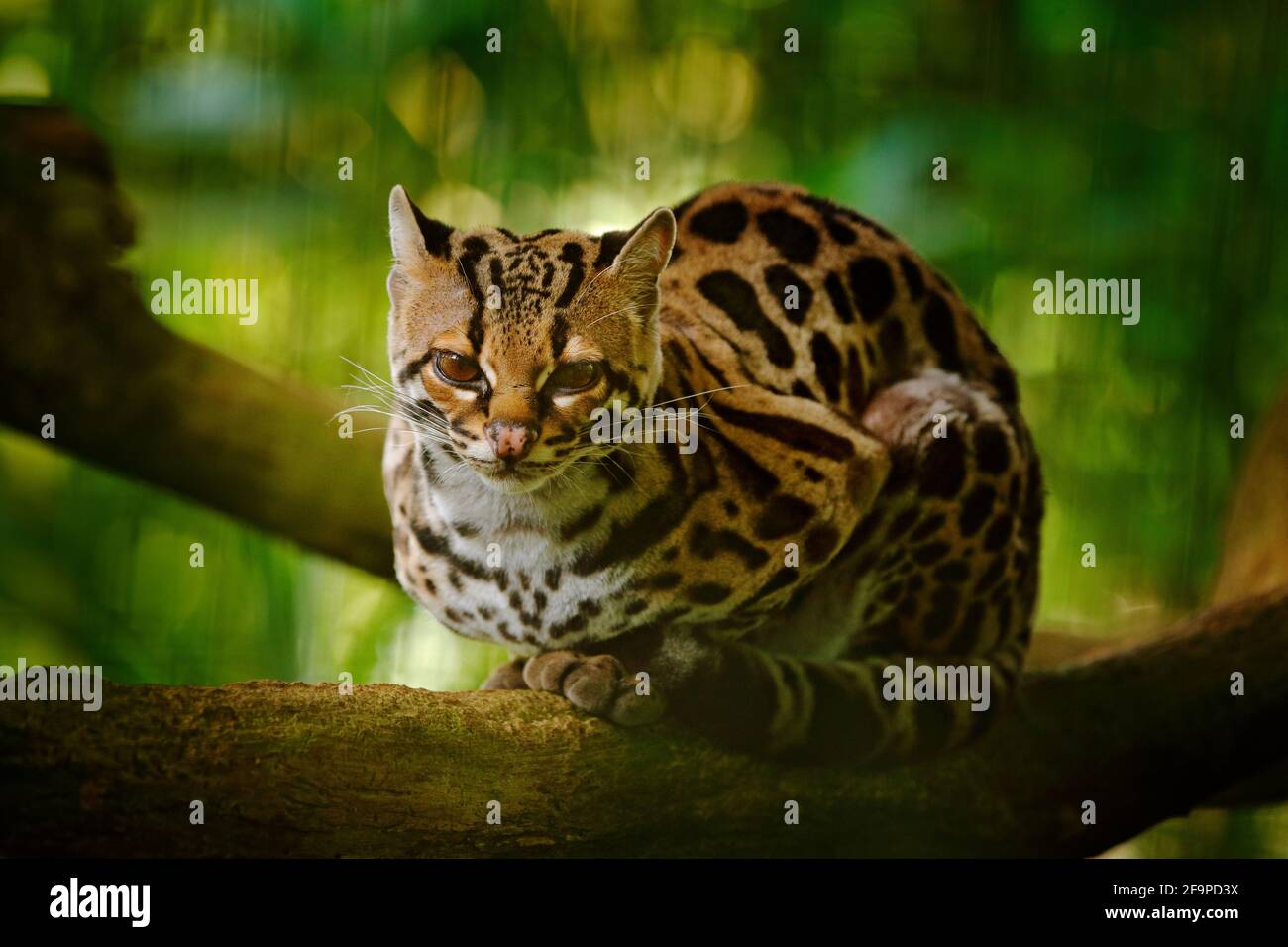 Are Ocelots Nice