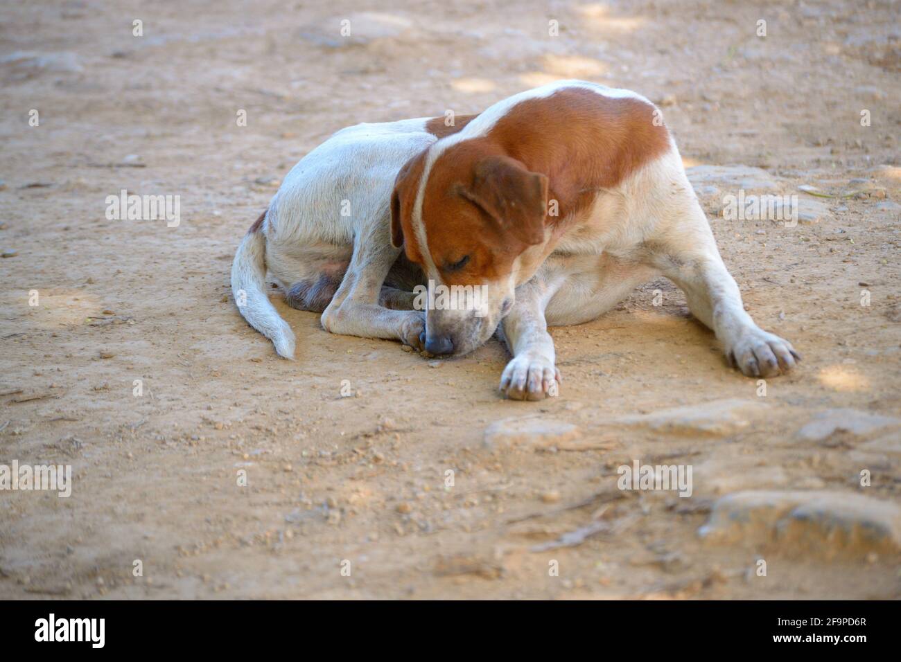 Sad dog with spots lying on the ground with a lowered head Stock Photo ...