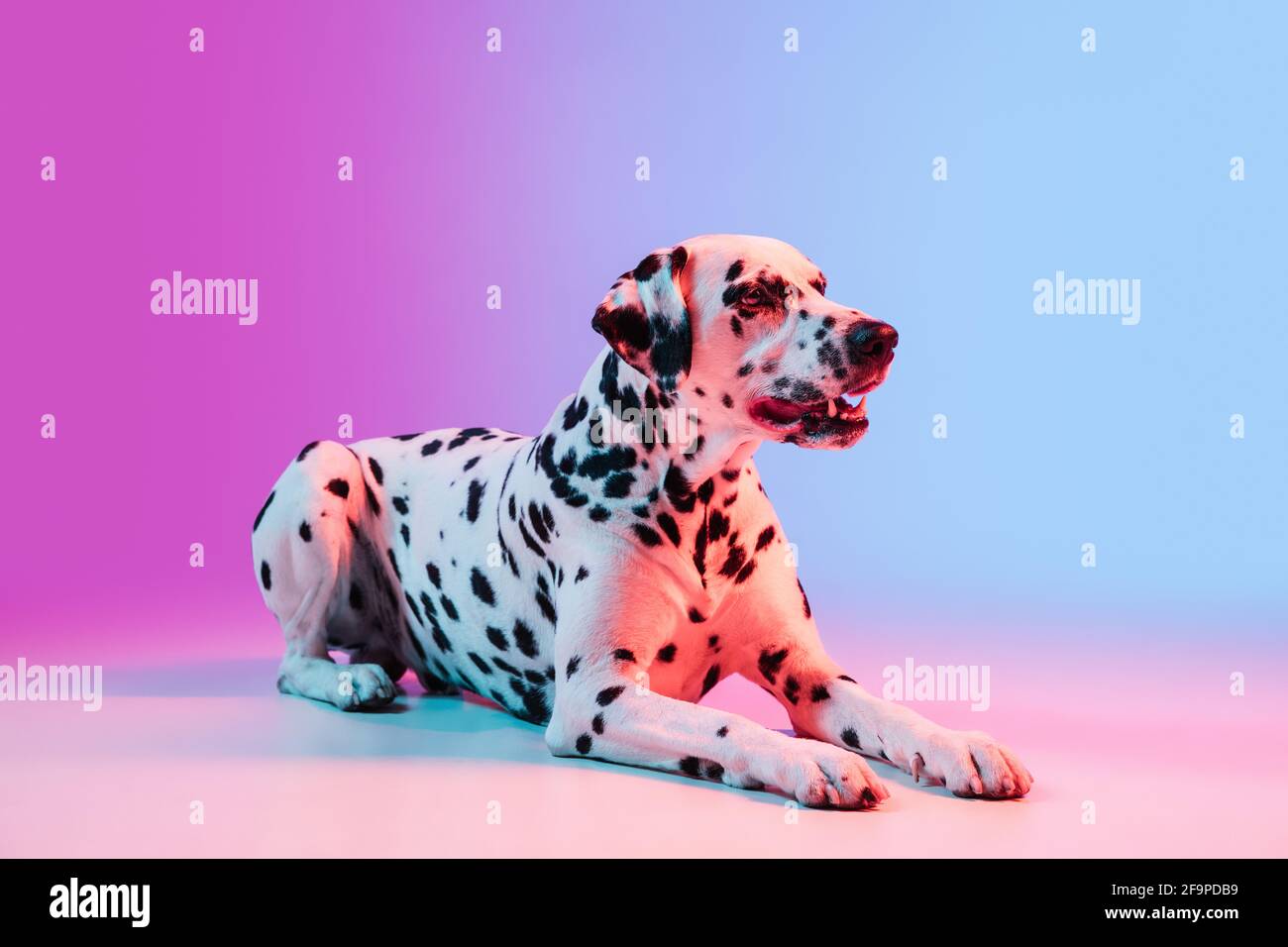 Portrait of Dalmatian dog isolated on gradient pink blue background in ...