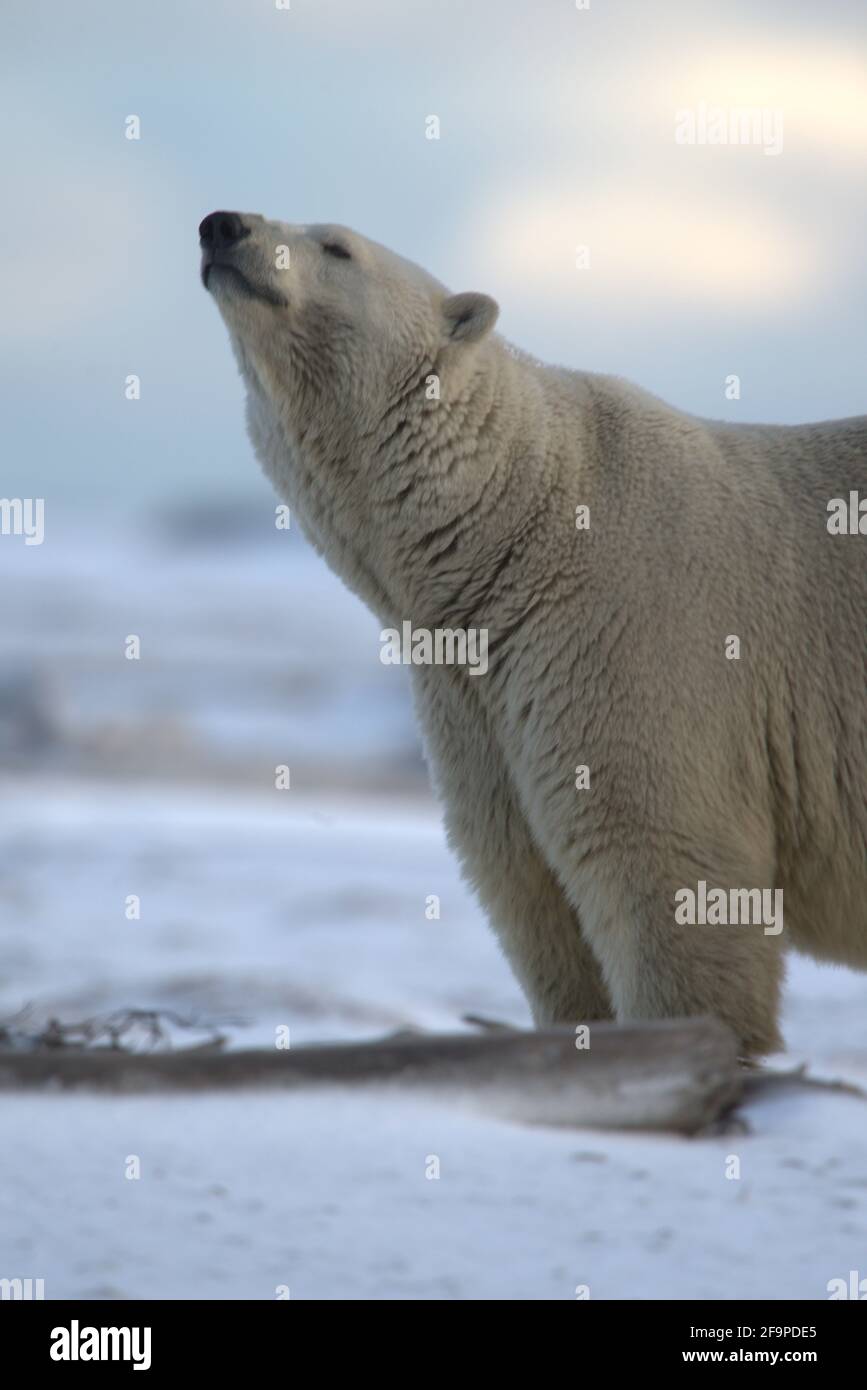 Polar Bear in Alaska Stock Photo - Alamy