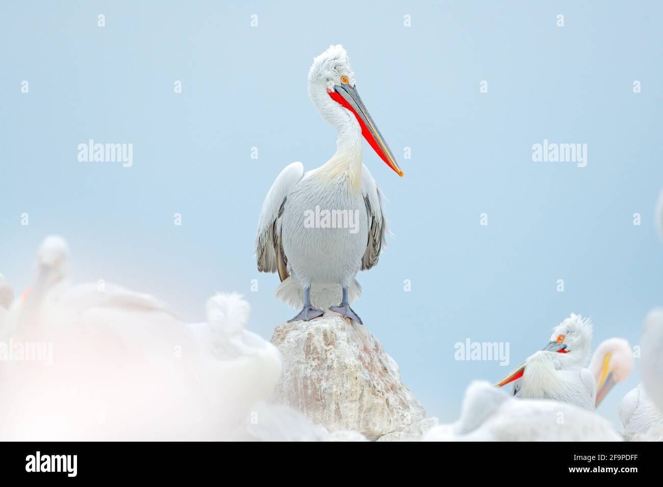 Greece wildlife hi-res stock photography and images - Alamy