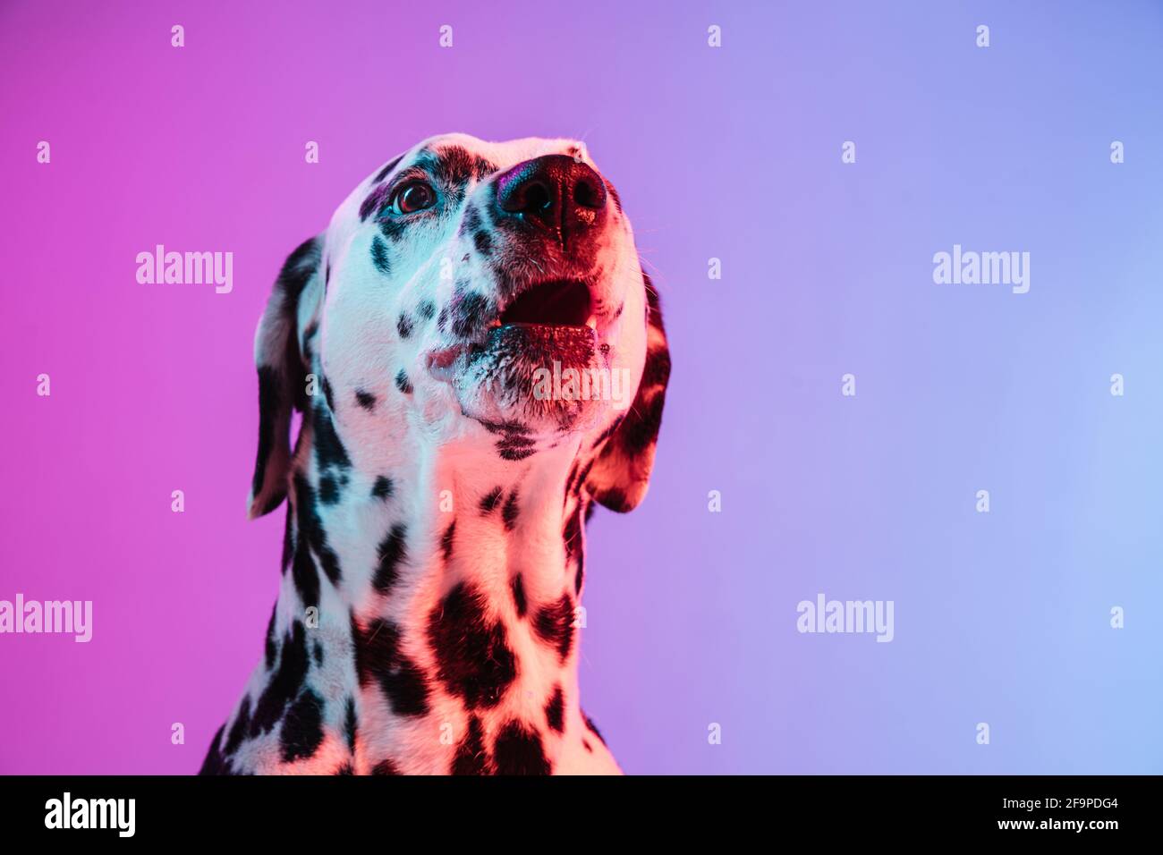 Close-up cute Dalmatian isolated on gradient pink blue background in ...