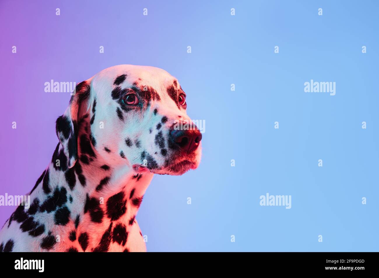 Close-up cute Dalmatian isolated on gradient pink blue background in ...