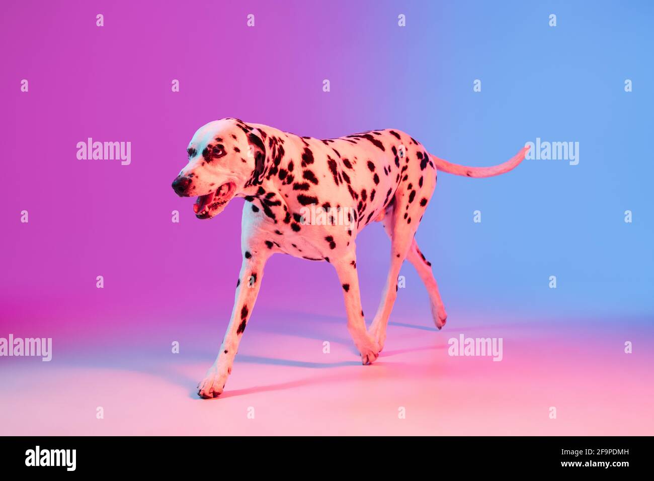 Fluffy dalmatian hi-res stock photography and images - Alamy
