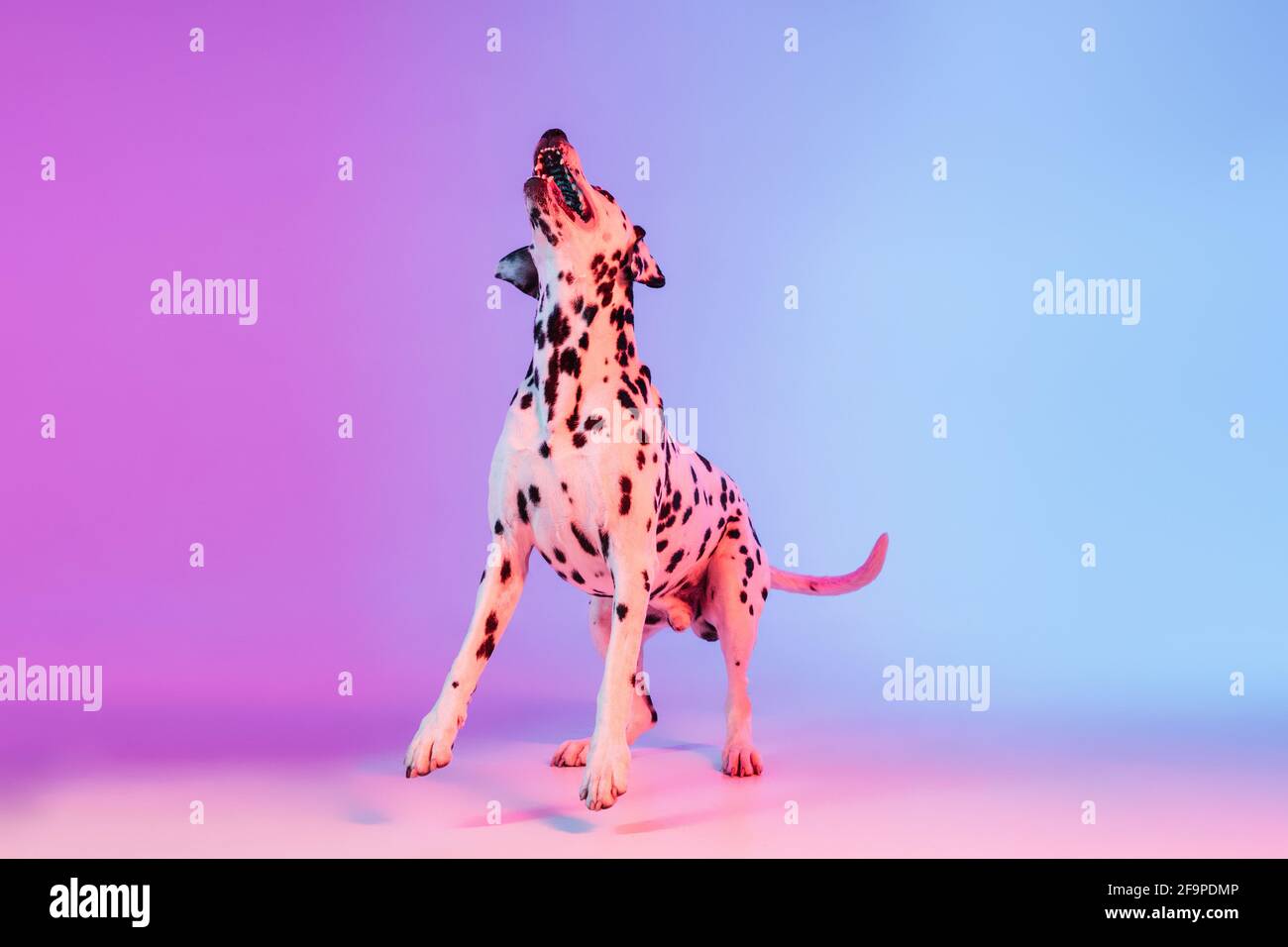Portrait of Dalmatian dog isolated on gradient pink blue background in ...