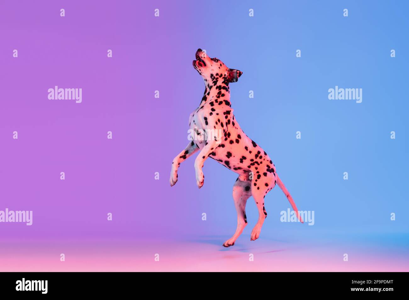 Portrait of Dalmatian dog isolated on gradient pink blue background in ...