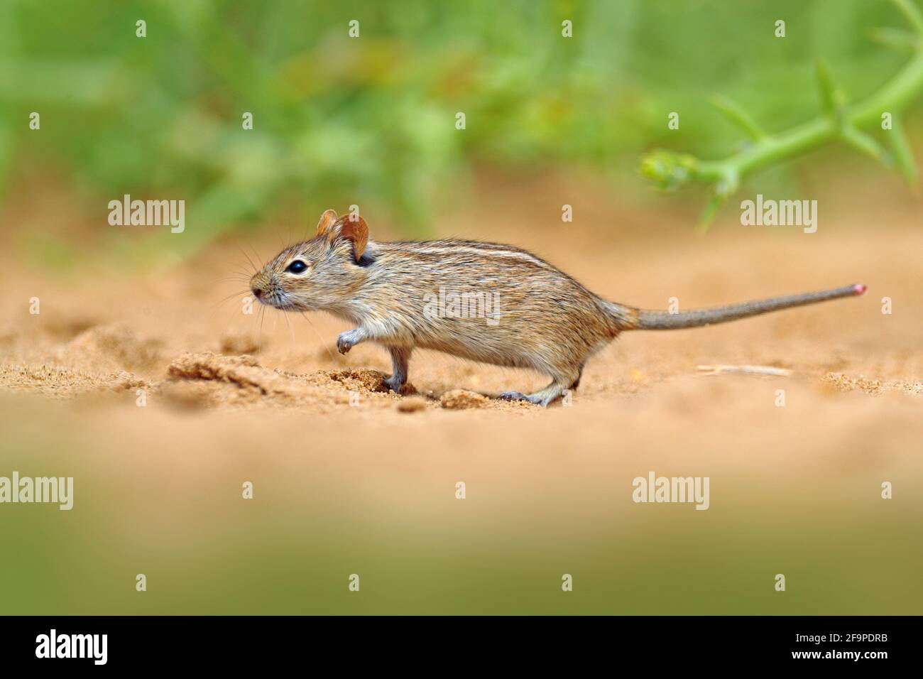 South african striped mouse hi-res stock photography and images - Alamy