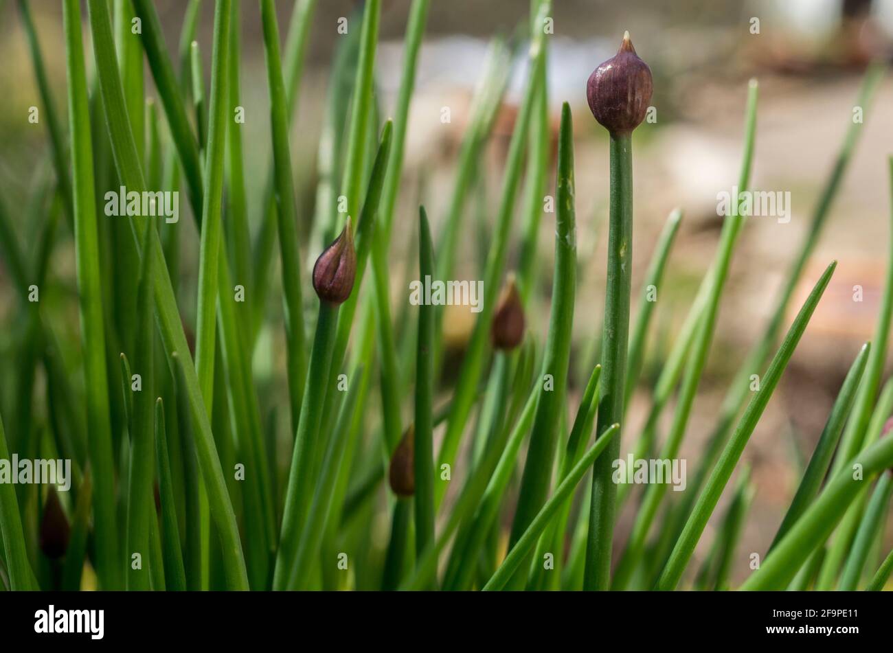 A clump of chives (Allium schoenoprasum) in spring, with the flwoer ...