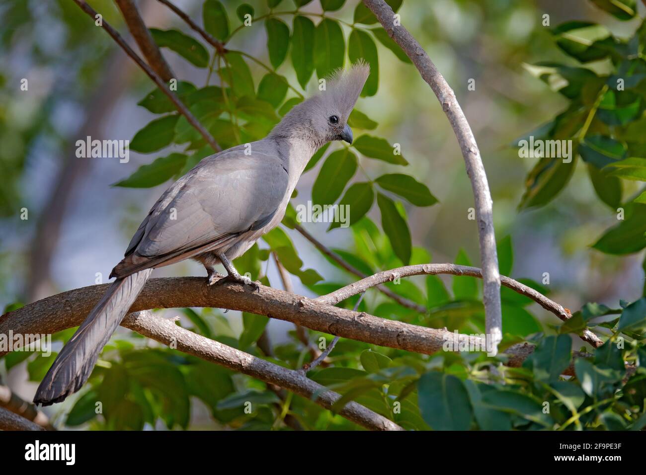 Grey go-away-bird, Corythaixoides concolor, grey lourie detail portrait ...