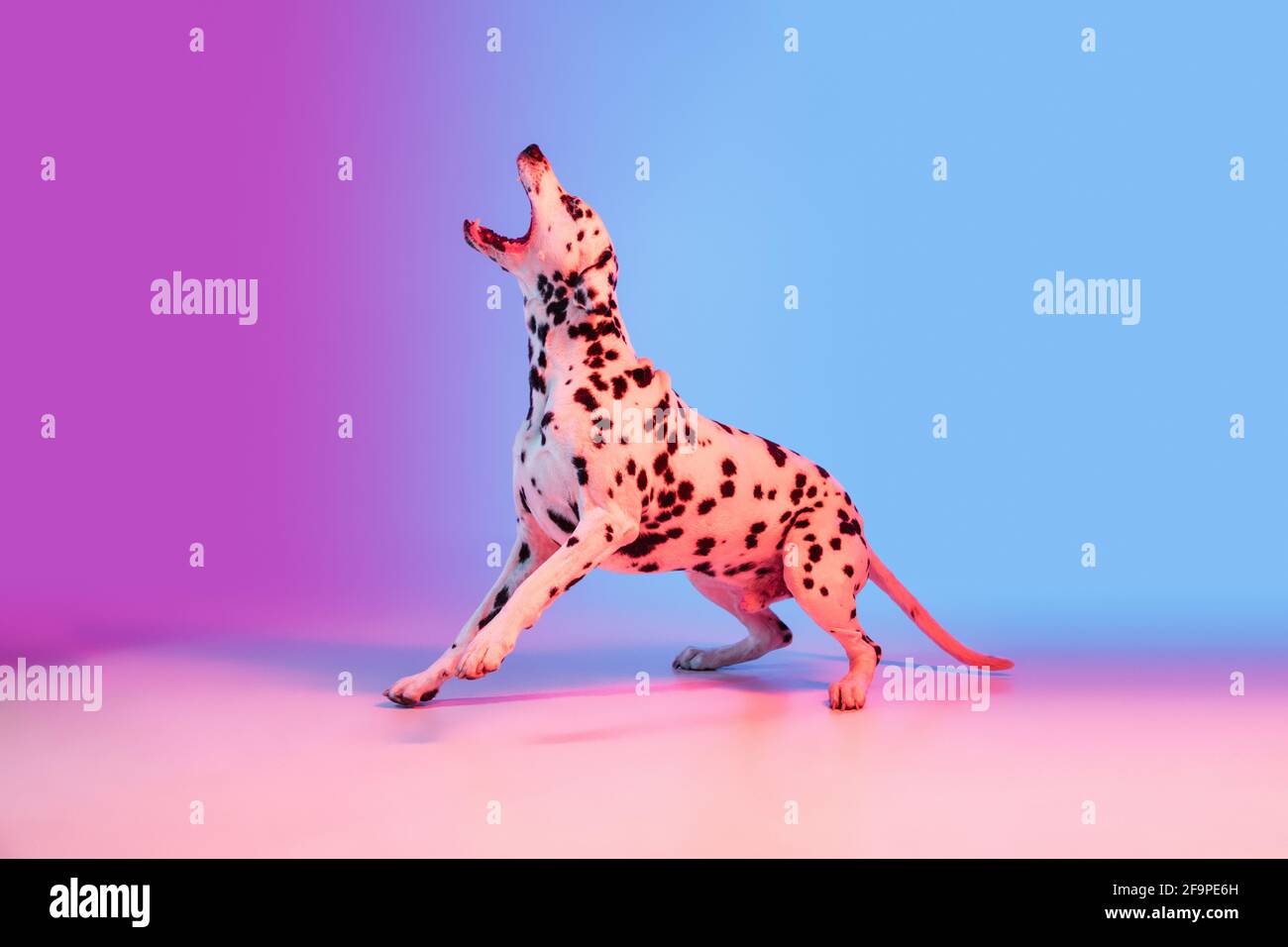 Graceful dog, Dalmatian isolated on gradient pink blue background in ...