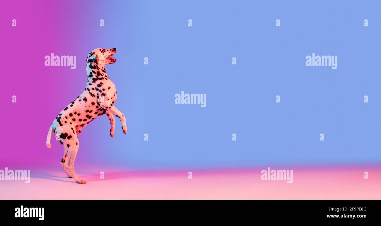 Graceful dog, Dalmatian isolated on gradient pink blue background in ...