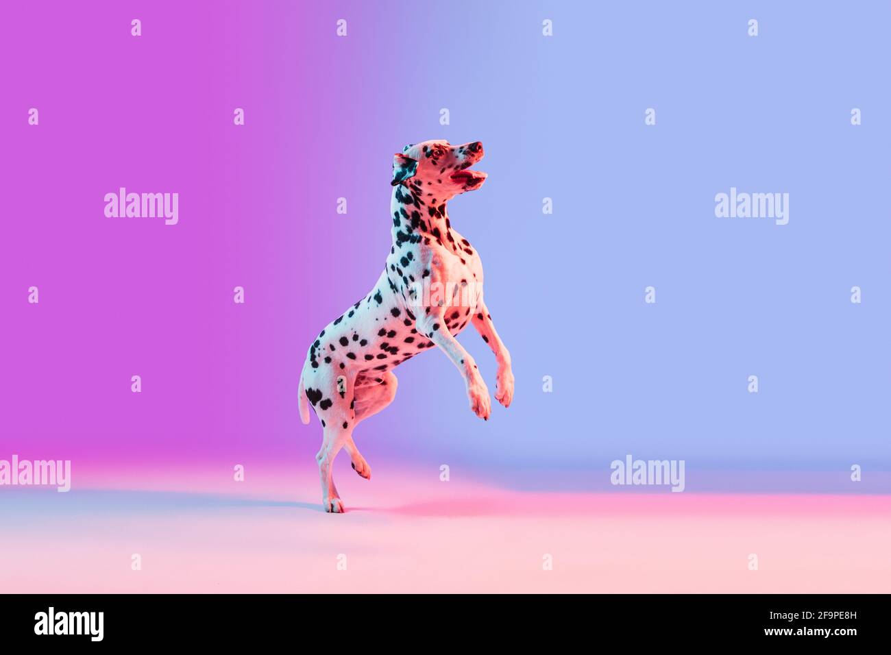 Portrait of Dalmatian dog isolated on gradient pink blue background in ...