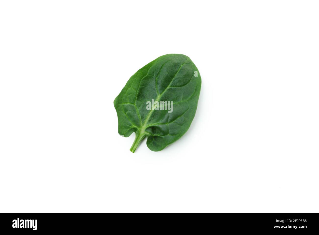 Fresh spinach leaf isolated on white background Stock Photo - Alamy