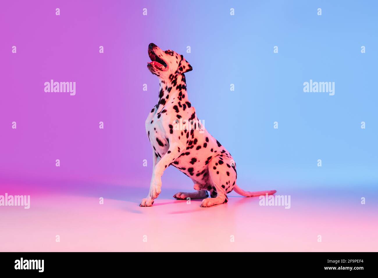Beautiful big Dalmatian isolated on gradient pink blue background in ...