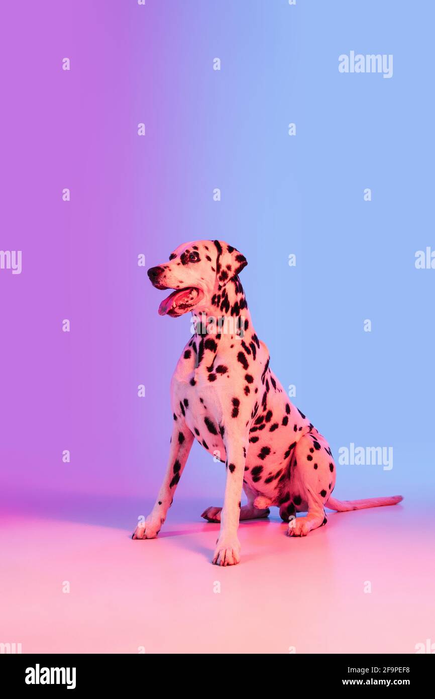 Beautiful big Dalmatian isolated on gradient pink blue background in ...