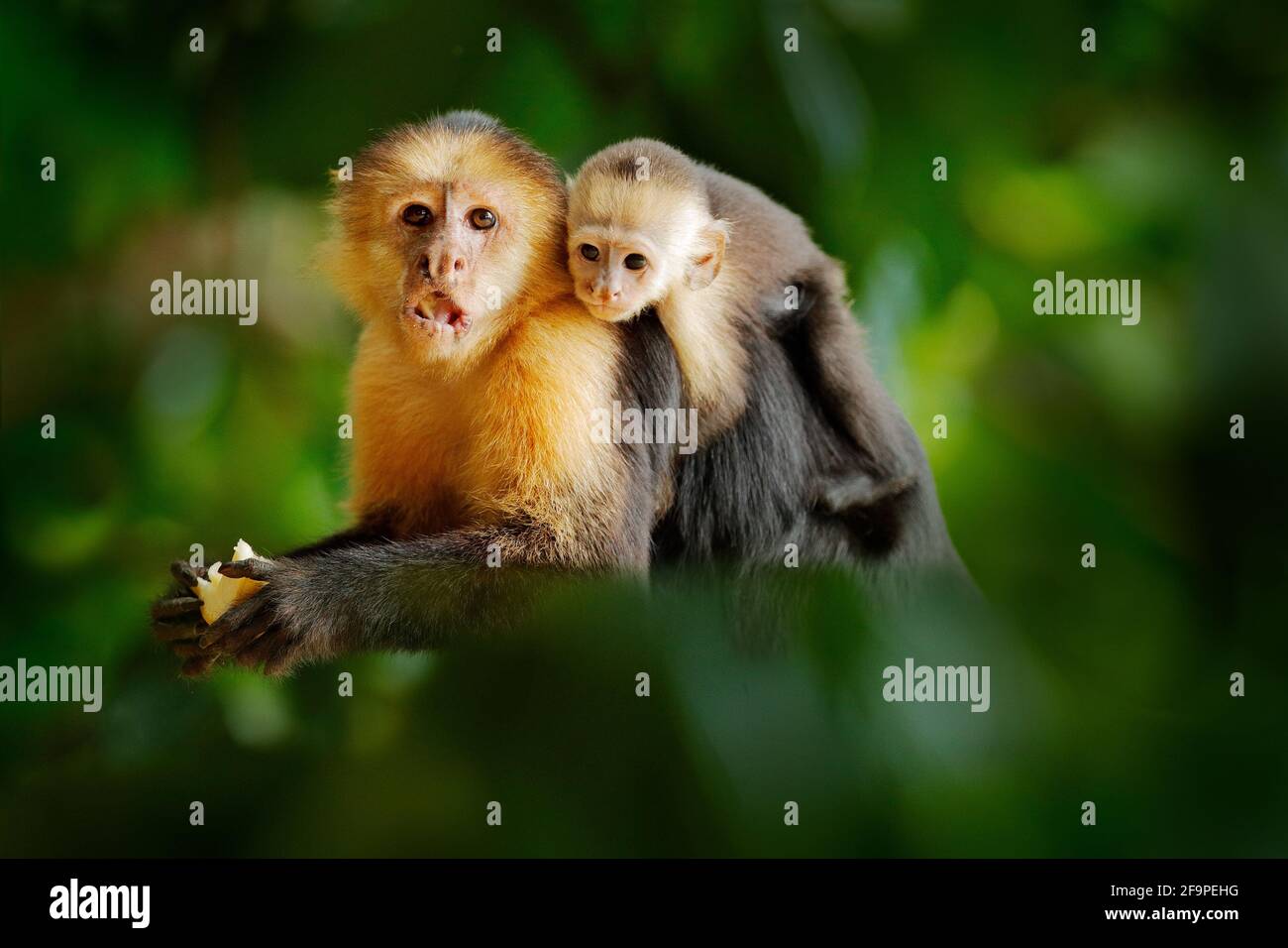 Monkey with young. Black monkey hidden in the tree branch in the dark ...