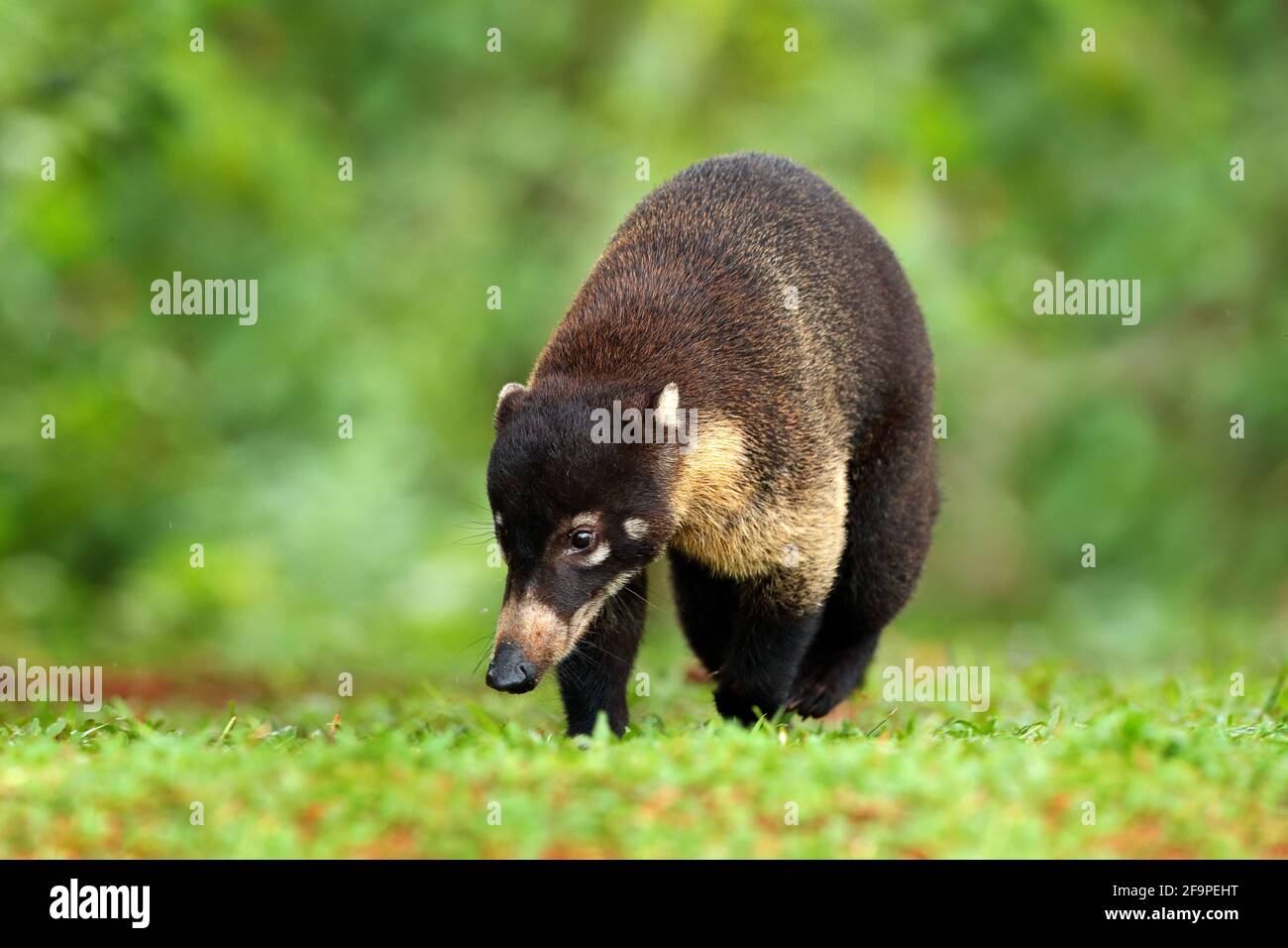 Raccoon, Procyon lotor, in green grass, tropic junge, Costa Rica ...