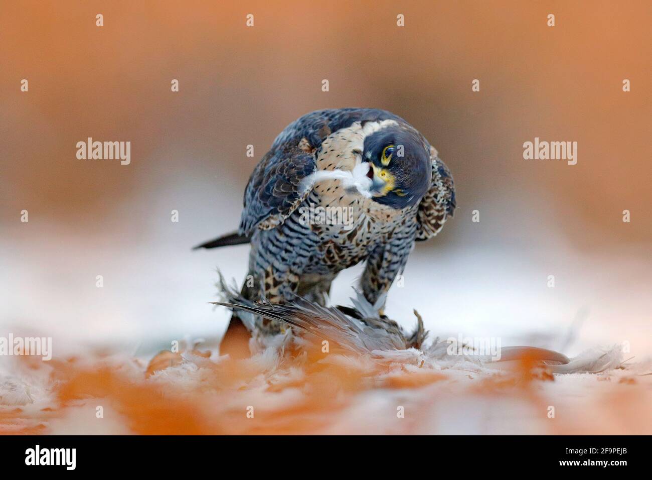 Peregrine Falcon sitting in snow with orange leaves and caught bird ...