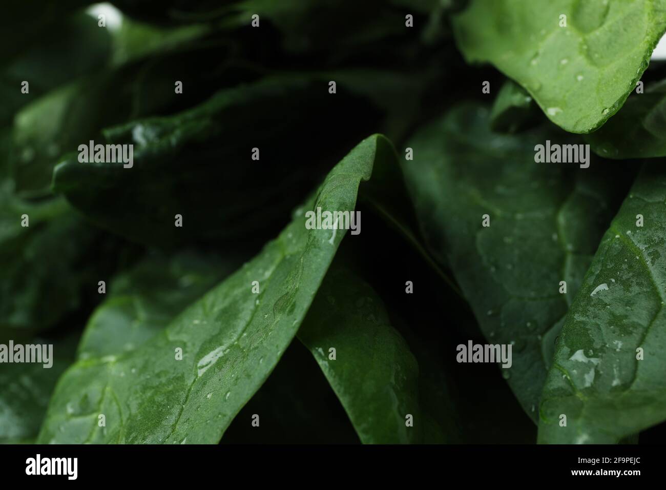 Raw water spinach hi-res stock photography and images - Alamy