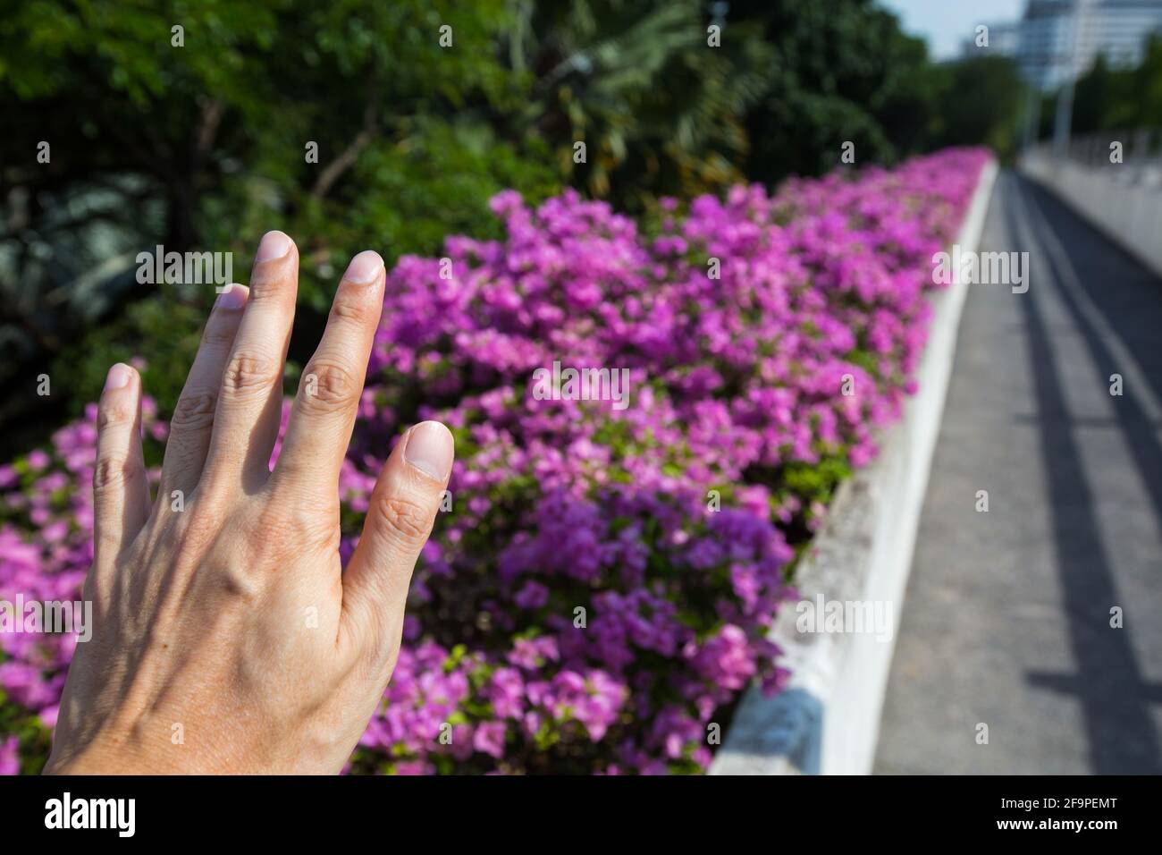 A hand is waving at a row of beautiful planted bougainvillea plants at ...