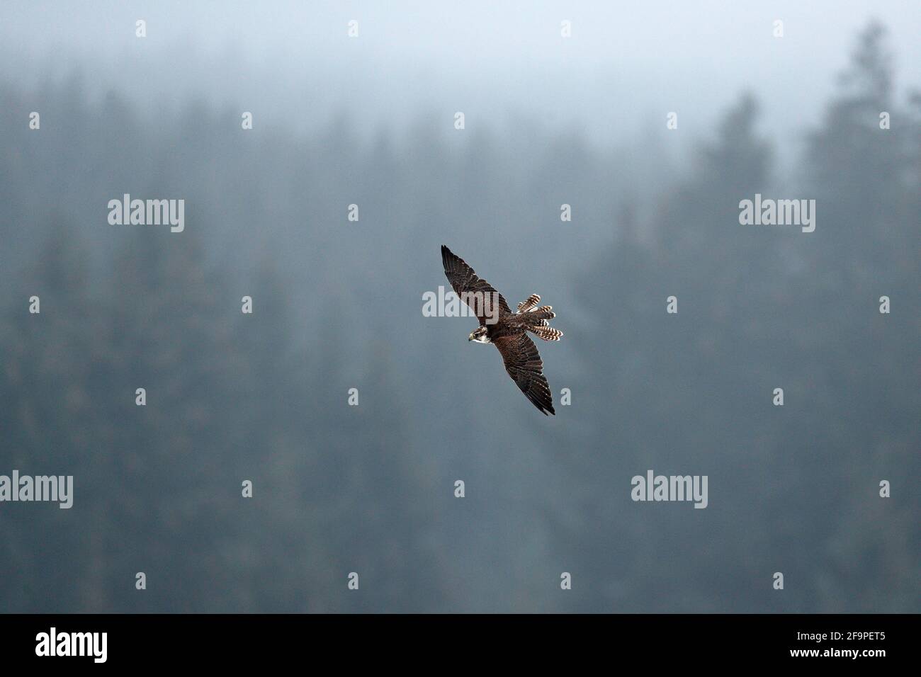 Saker falcon in flight, Falco cherrug, bird of prey. Rare bird with ...