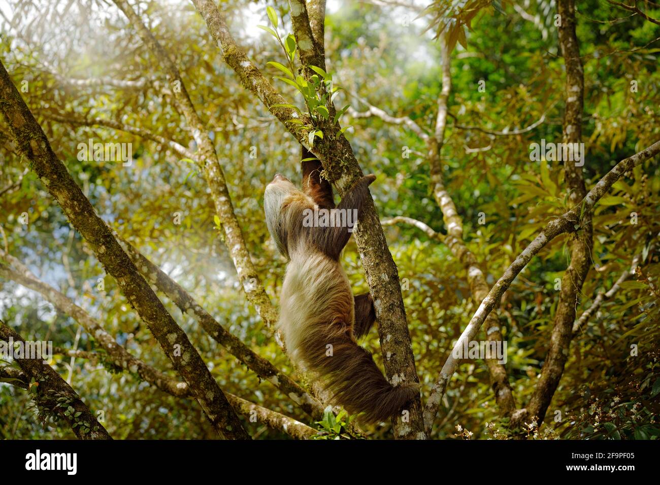 Sloth in nature habitat. Beautiful Hoffman’s Two-toed Sloth, Choloepus ...