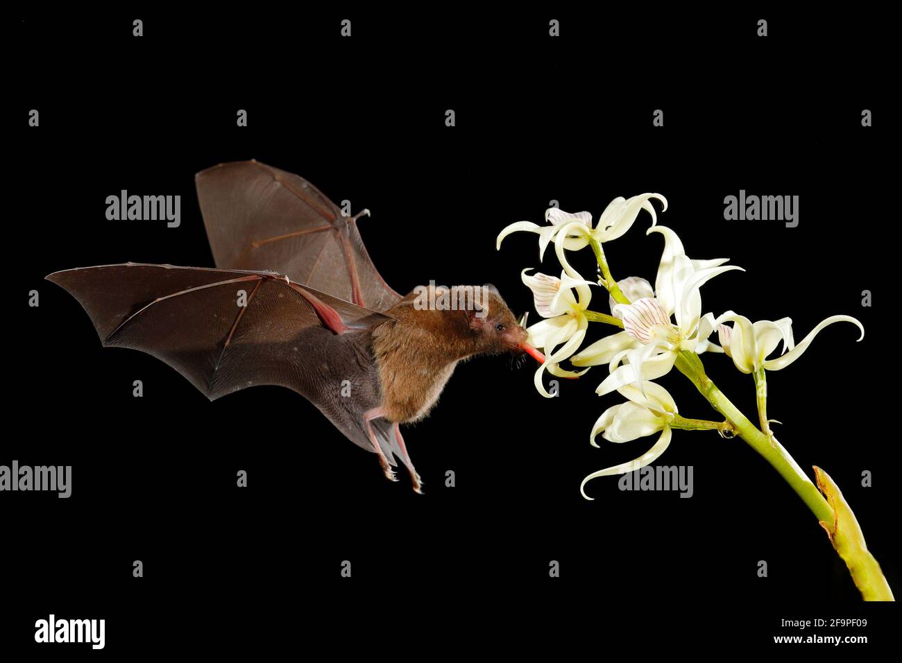Bat bite hi-res stock photography and images - Alamy