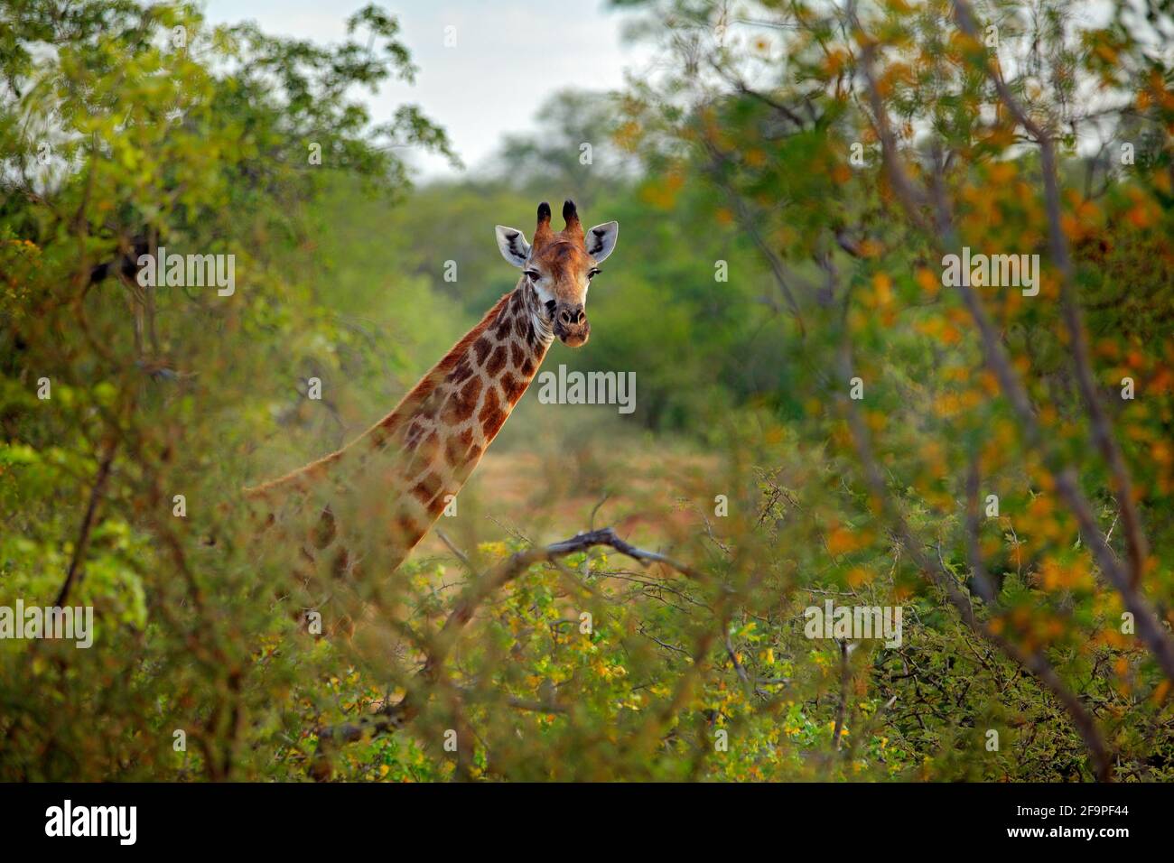 Green season in Africa. Giraffe hidden in orange and green autumn ...