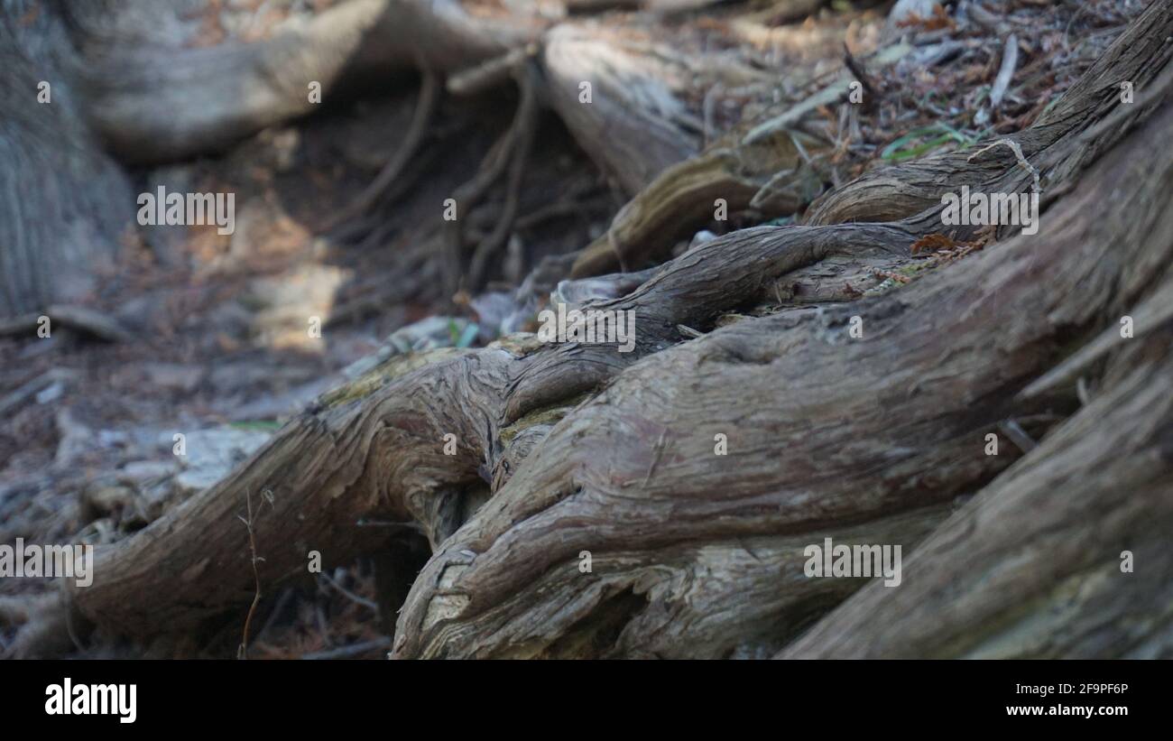 Selective focus of tree roots and branches on the ground Stock Photo ...