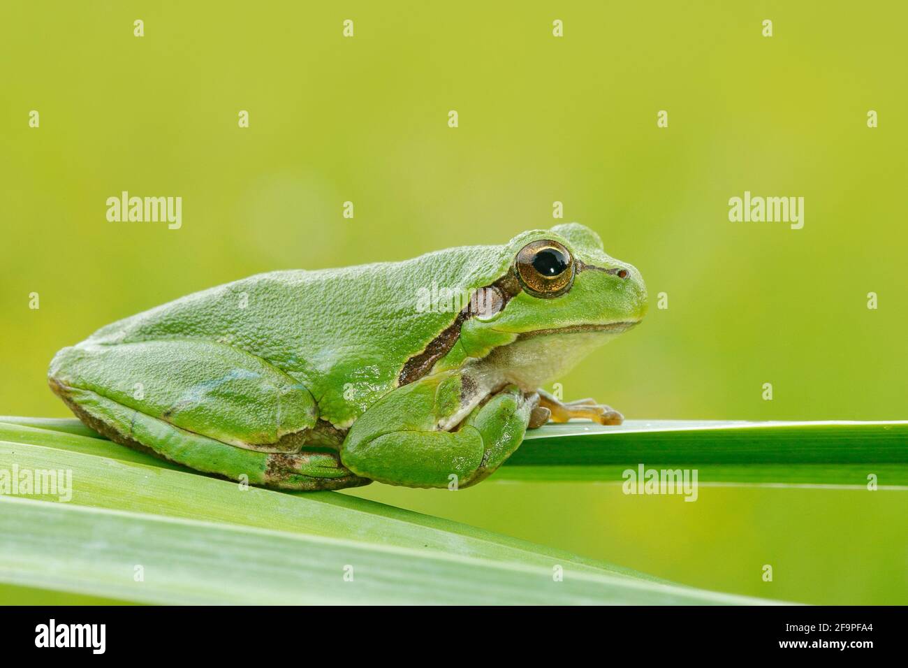 European tree frog, Hyla arborea, sitting on grass straw with clear ...