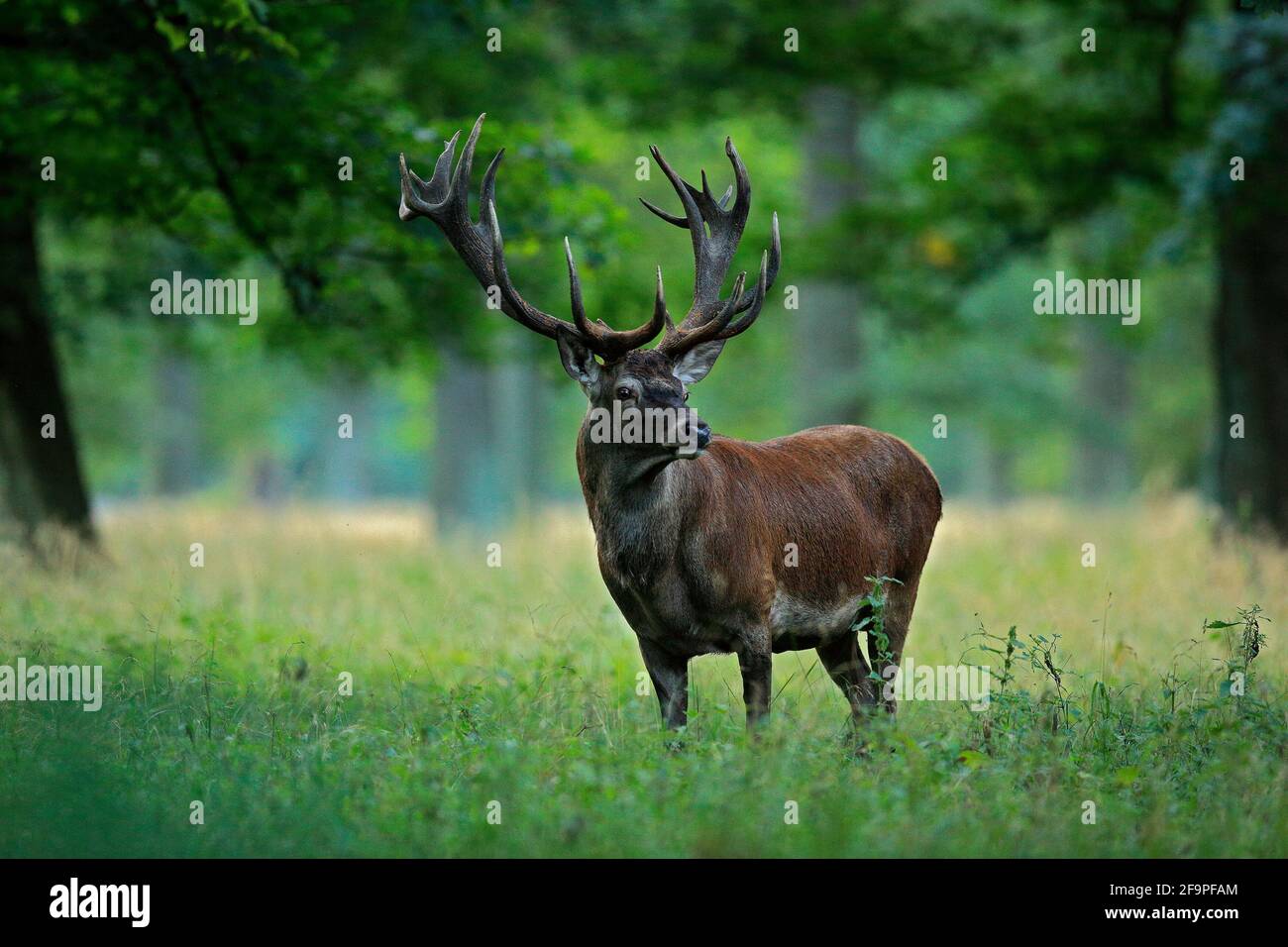 Red deer stag, majestic powerful adult animal outside autumn forest ...