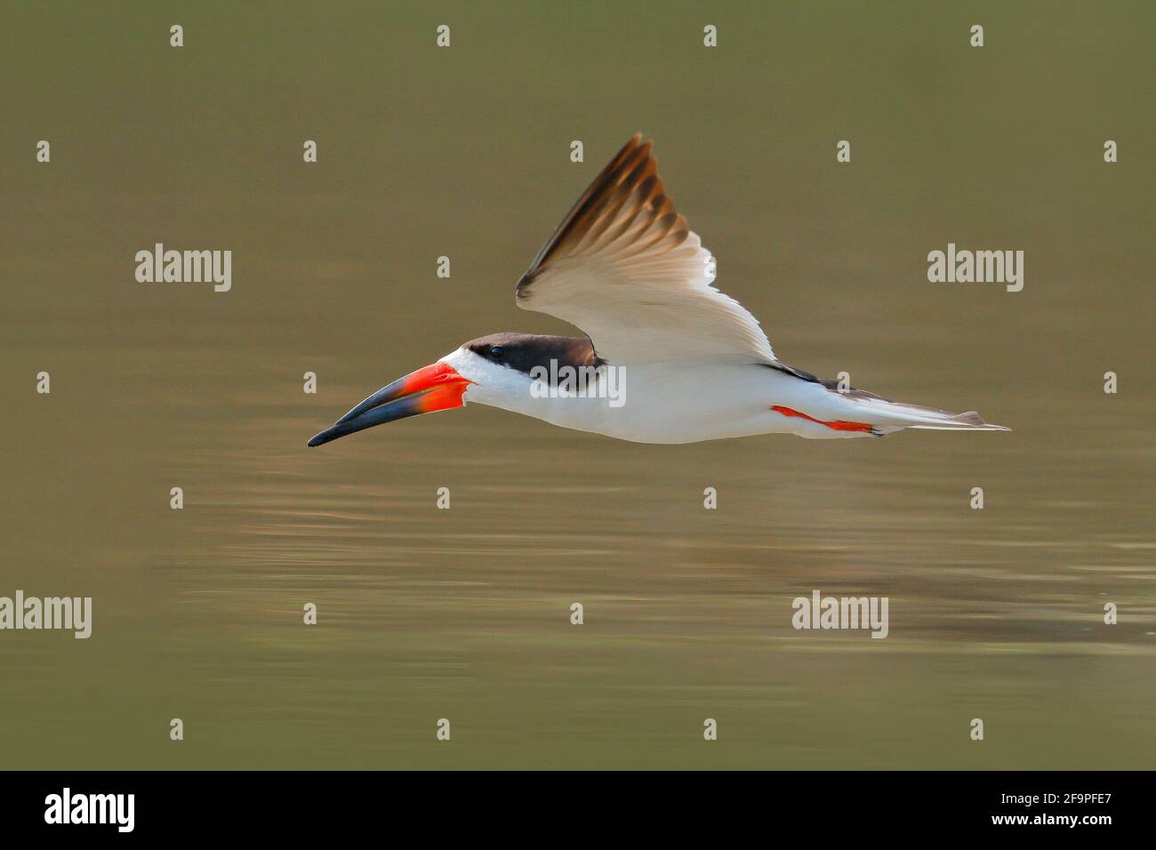 African Skimmer, Rynchops flavirostris, in fly. Action wildlife scene ...