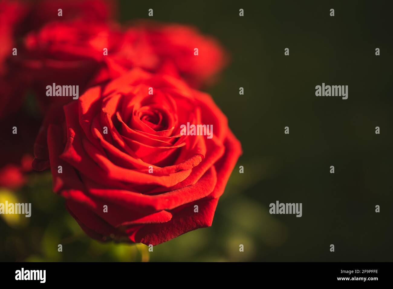 Rose green screen hi-res stock photography and images - Alamy