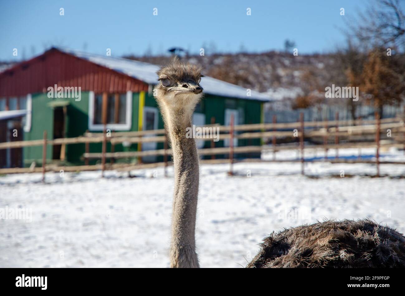 Ostrich pose hi-res stock photography and images - Alamy