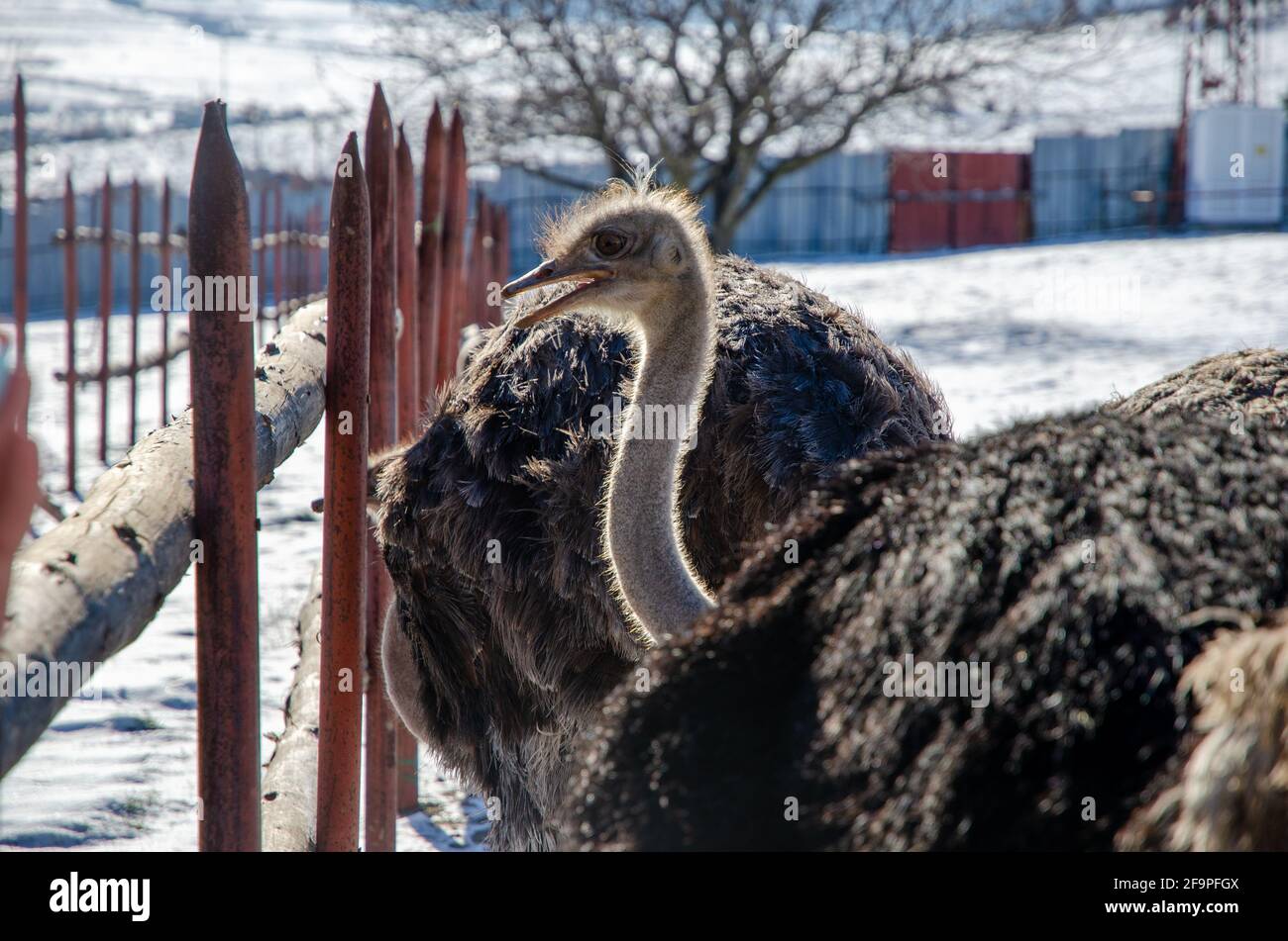 Ostrich pose hi-res stock photography and images - Alamy