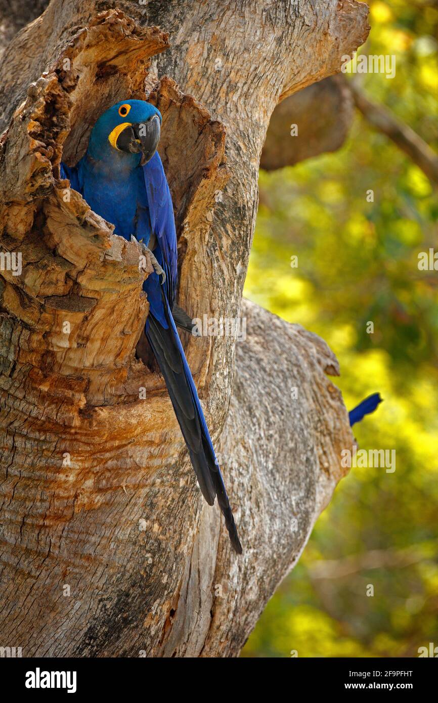 Hyacinth Macaw, Anodorhynchus hyacinthinus, blue parrot. Portrait big ...