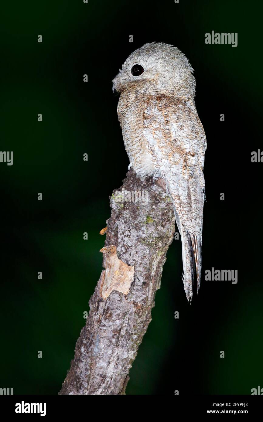 Potoo, Nyctibius griseus, nocturnal tropical bird sitting on the tree ...