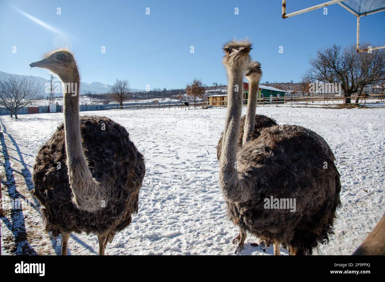 Ostriches walking in sunny park hi-res stock photography and images - Alamy