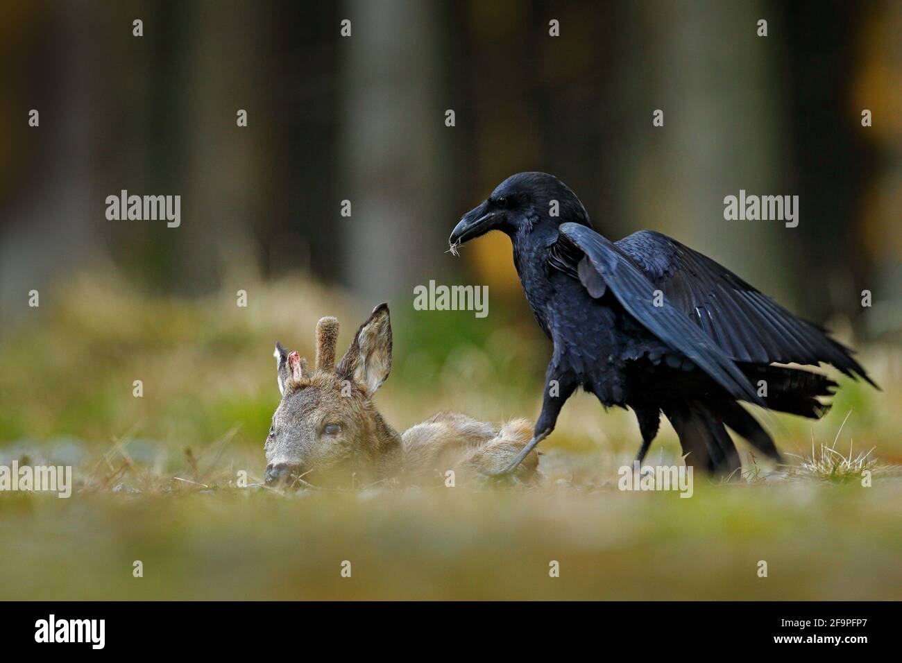 Revolting animal hi-res stock photography and images - Alamy