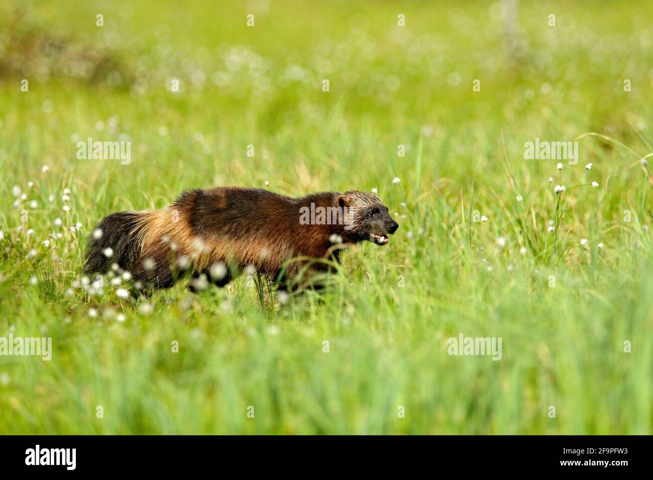 Running Wolverine in Finnish taiga. Wildlife scene from nature. Rare ...