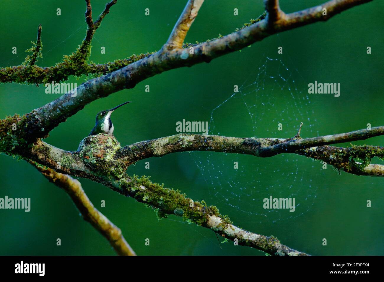 Bird on mango tree hi-res stock photography and images - Alamy