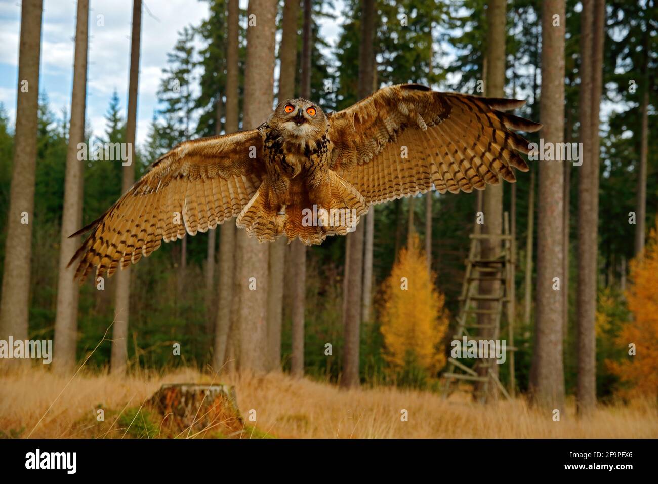 Owl in forest habitat, wide angle lens. Flying Eurasian Eagle Owl with ...