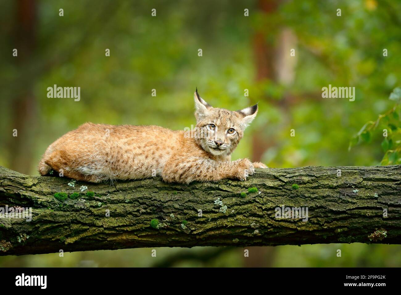 Young Lynx in green forest. Wildlife scene from nature. Walking ...