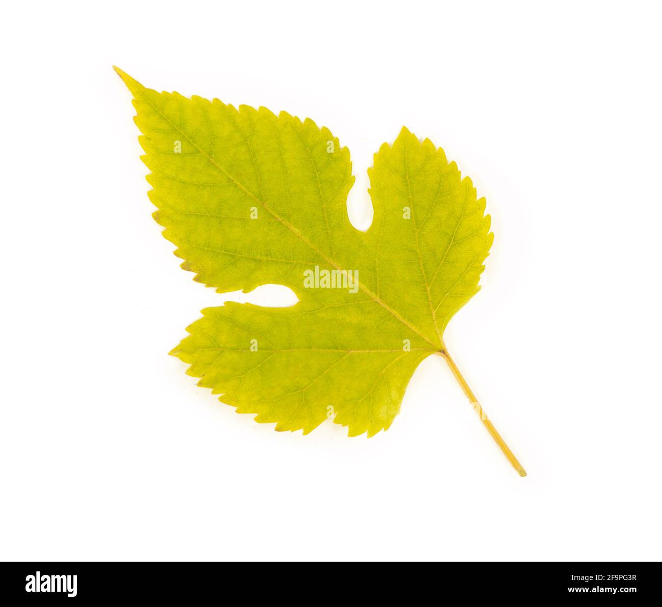 isolated leaves on white background. natural mulberry yellow leaves ...