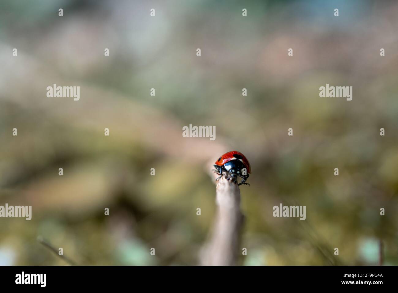Shallow focus shot of a ladybug walking towards a camera on a sunny day ...