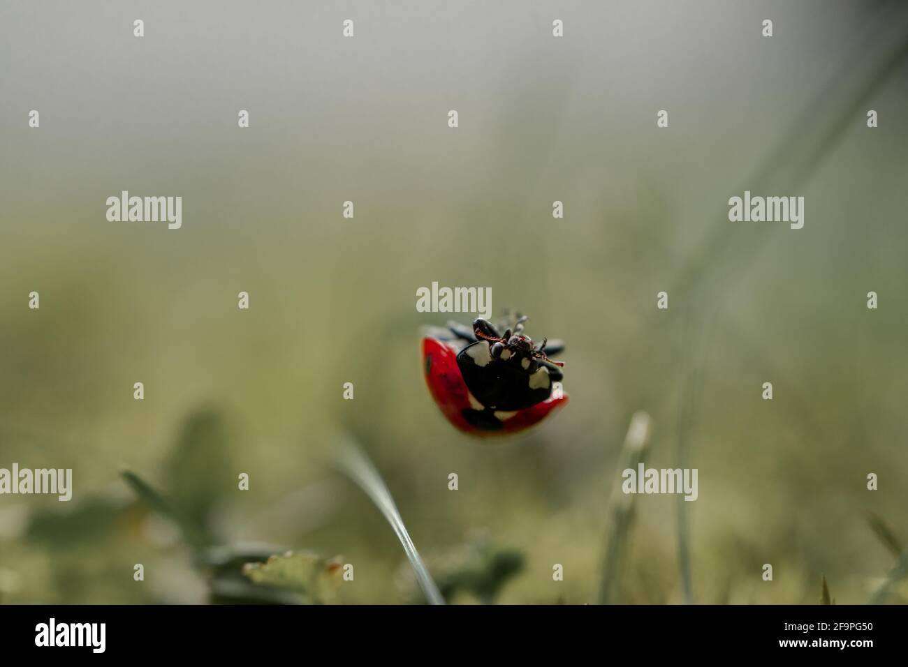Shallow focus shot of a ladybug walking upside down on a green grass ...